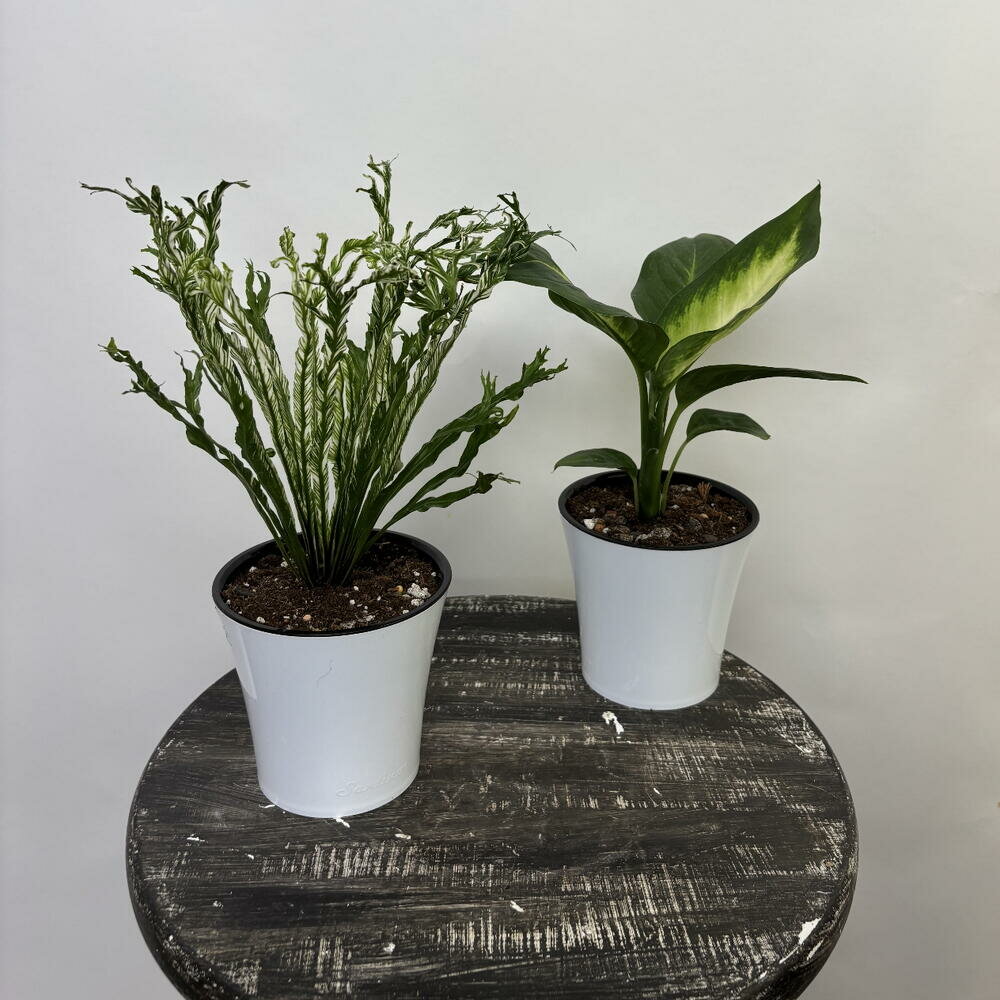 Набор комнатных растений в пластиковых горшочках, папоротник Асплениум вариегатный и Аглаонема, 22 см