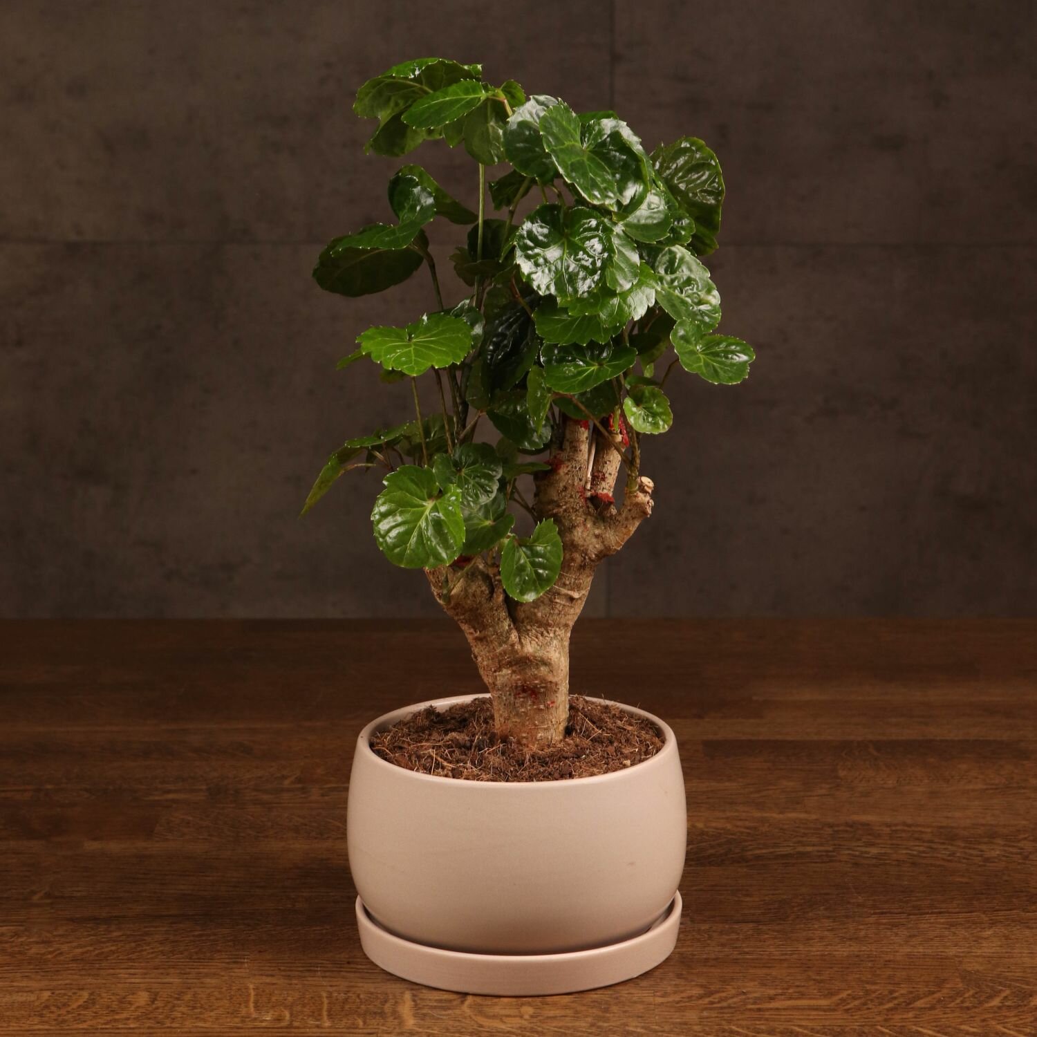 Полисциас Лимонный в бежевом горшке 40/16