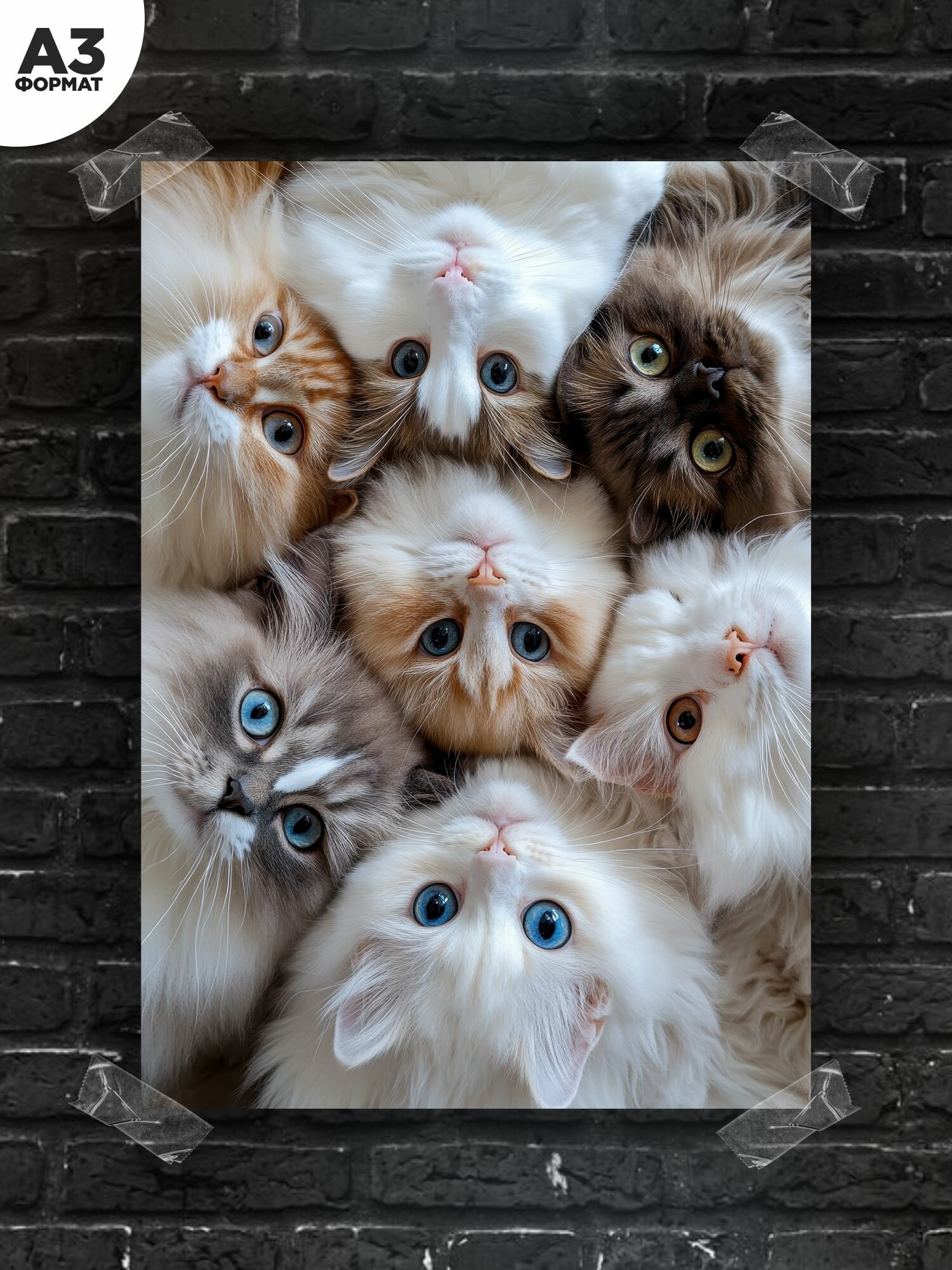 Постер Котики, Эстетика