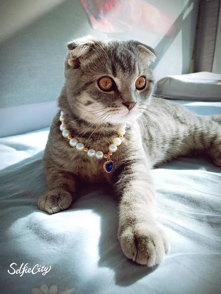 Популярное ожерелье для кошек и собак с жемчугом, ошейник для питомцев, милые украшения в форме сердца, прямые поставки