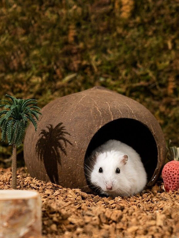 Укрытие из кокоса в террариум для рептилий, паука, хомяка. Домик для грызунов