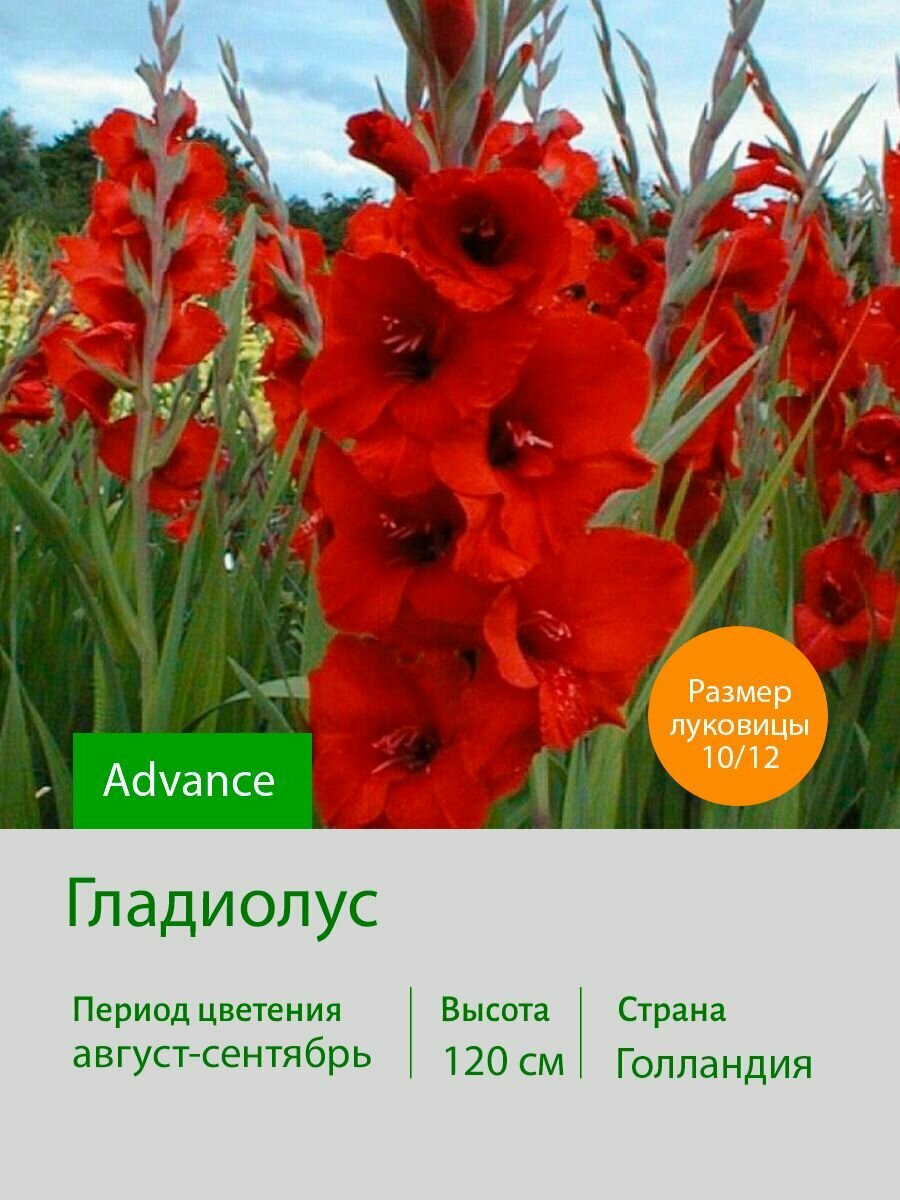 Гладиолус Эдванс (Advance) луковицы 3 шт. Сотка