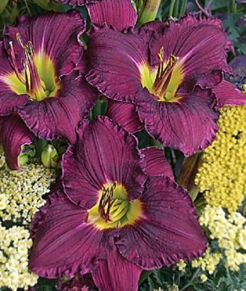 Лилейник Носферату