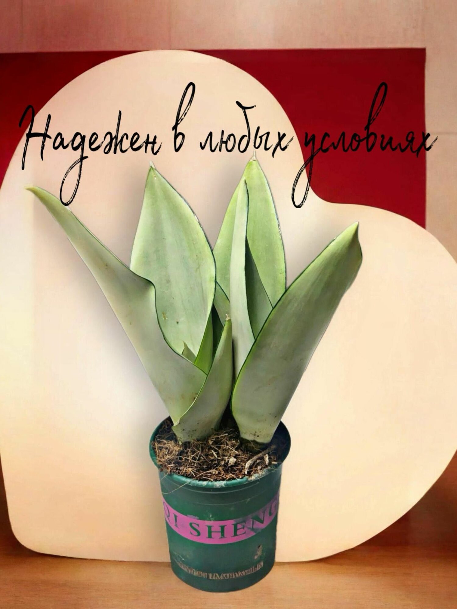 Сансевиерия Муншайн три ствола 30*12