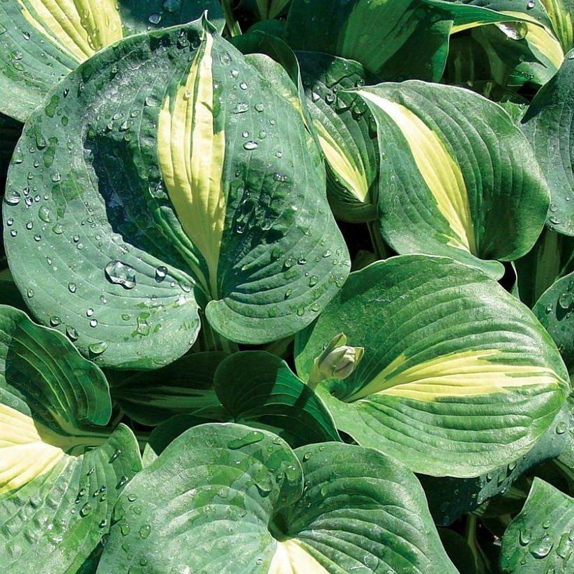 Хоста Тандерболт (1 корневище в пакете с торфом), Нидерланды