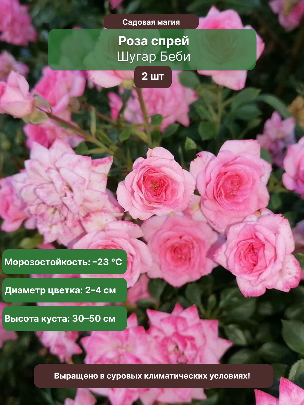 Роза спрей "Шугар Беби" 2 саженца, жизненнный цикл многолетние, высота 30 см