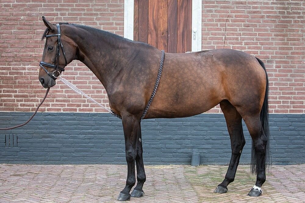 Лонжа для лошади кордовый помощник Harry's Horse Чёрно-белая, Full ( 240 см -390 см)