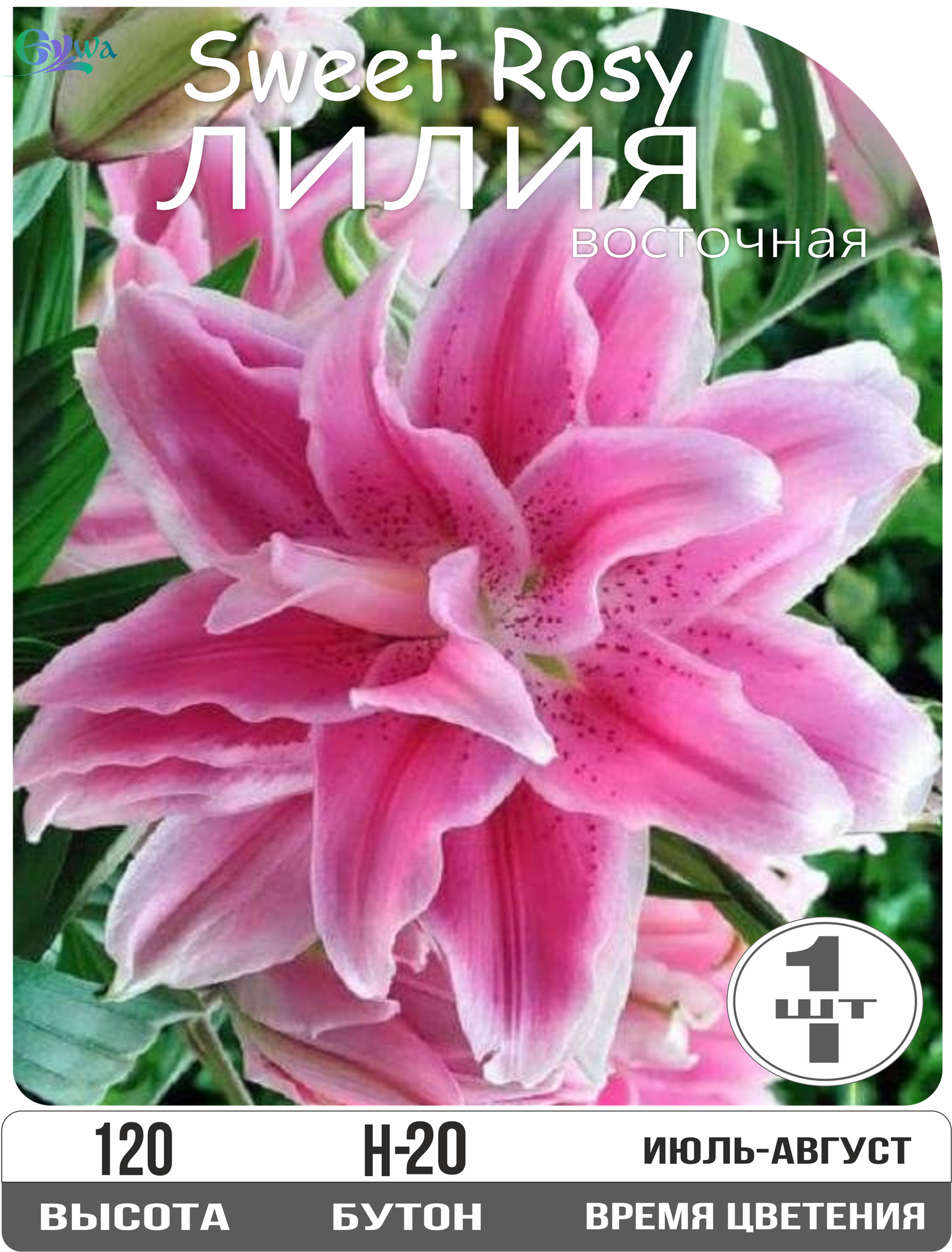 Лилия луковицы Свит Рози, восточные махровые, высота 120 см, 1шт.