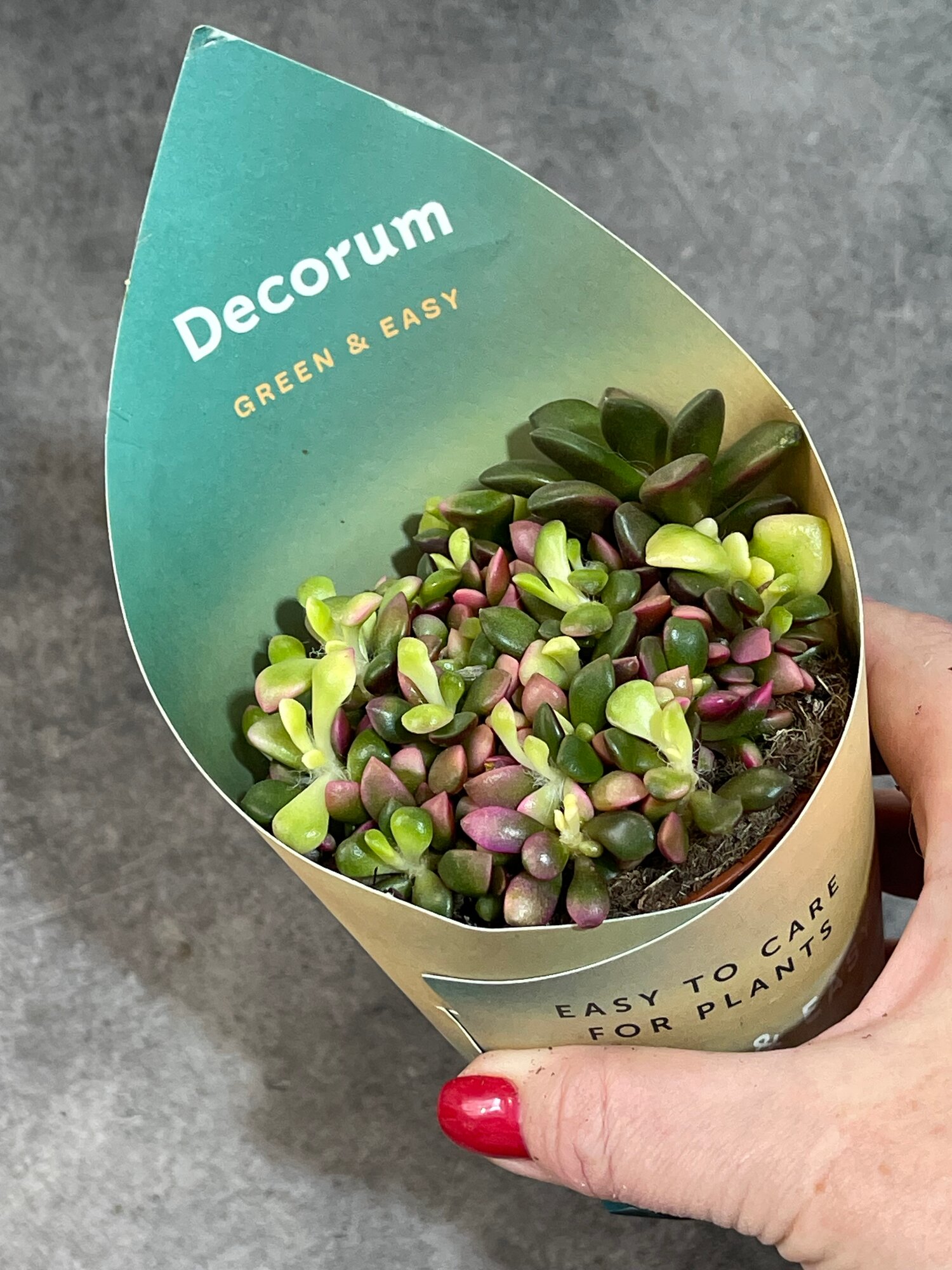 Анакомпсерос Руфесценс Вариегата d8