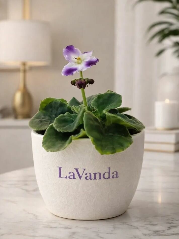 Сенполия (Фиалка узамбарская) комнатная в горшке, Живое растение для дома, Цветущая фиалка