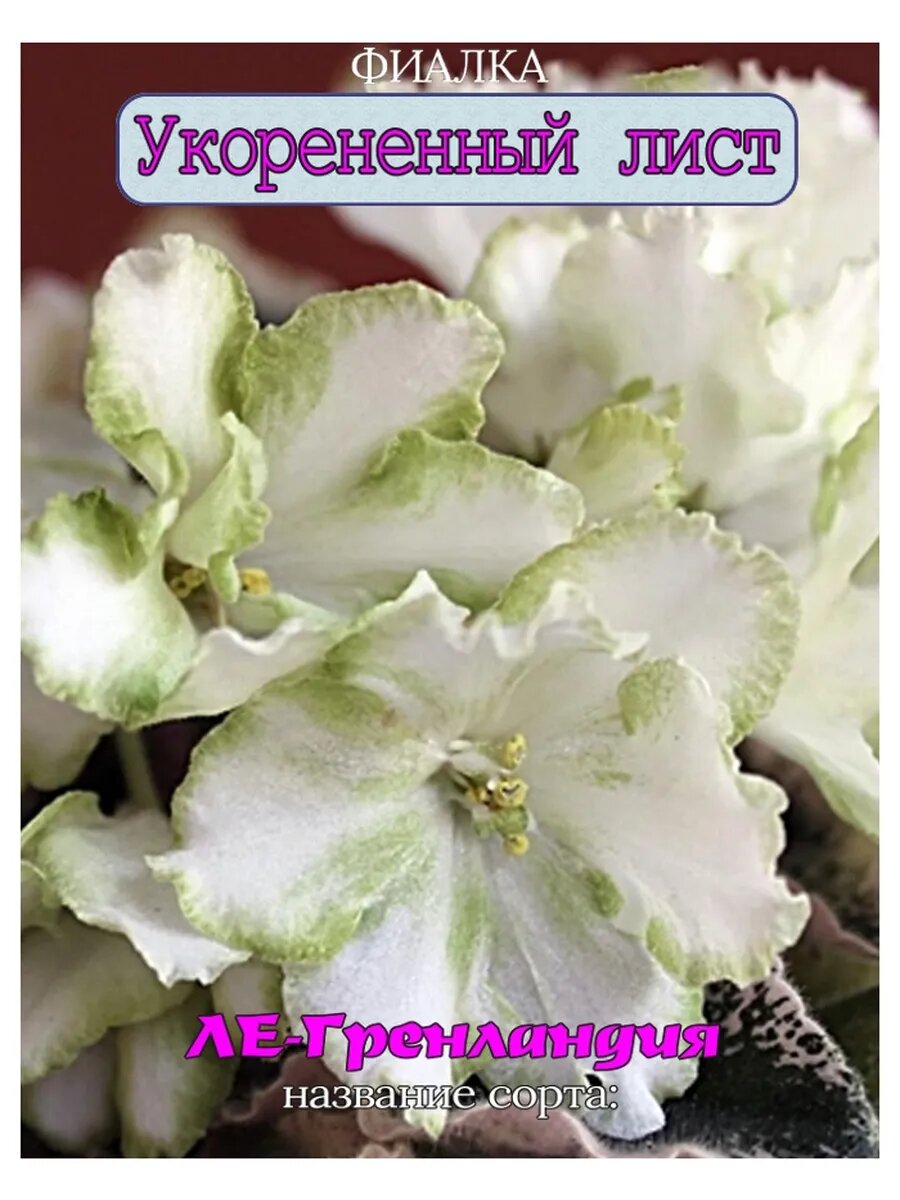 Фиалка живая в горшке комнатная сорт ЛЕ-Гренландия (укорененный лист) 1 штука