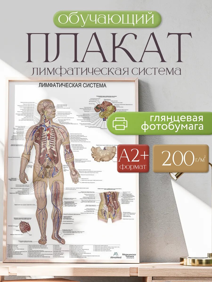 Лимфатическая система, плакат глянцевая фотобумага от 200 г/кв. м, размер A2+