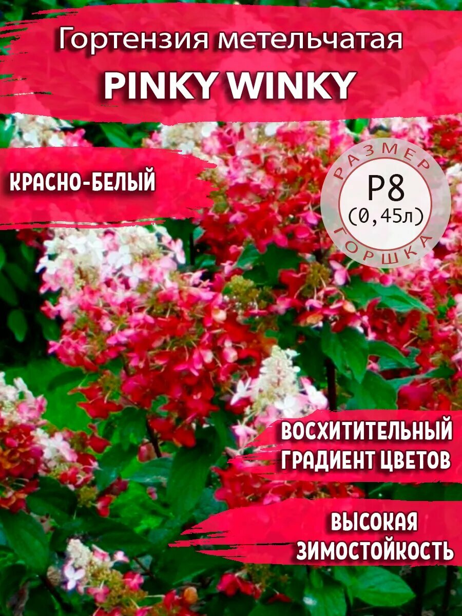 Гортензия Садовые Растения Pinky Winky, многолетняя, розовая