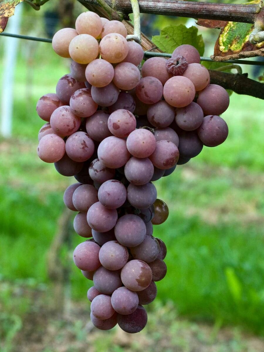 Виноград кишмиш Рилайнс Пинк Сидлис, 2 шт, бессемянный, столовый