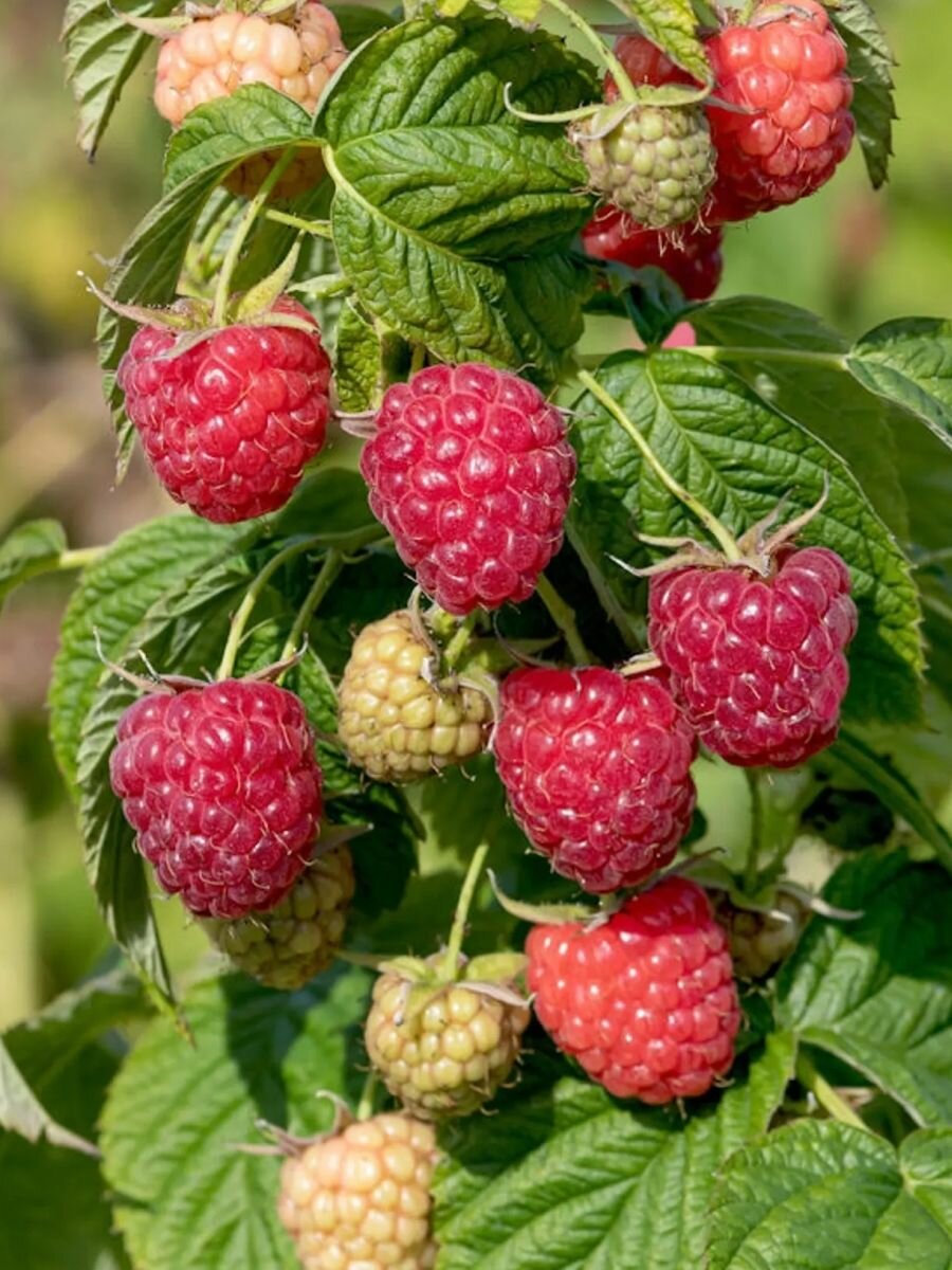 Малина ремонтантная Августовское чудо, морозостойкая, высокоурожайная, 3 шт