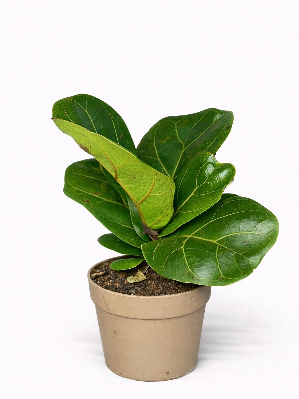 Фикус лирата (Ficus lyrata) 12см