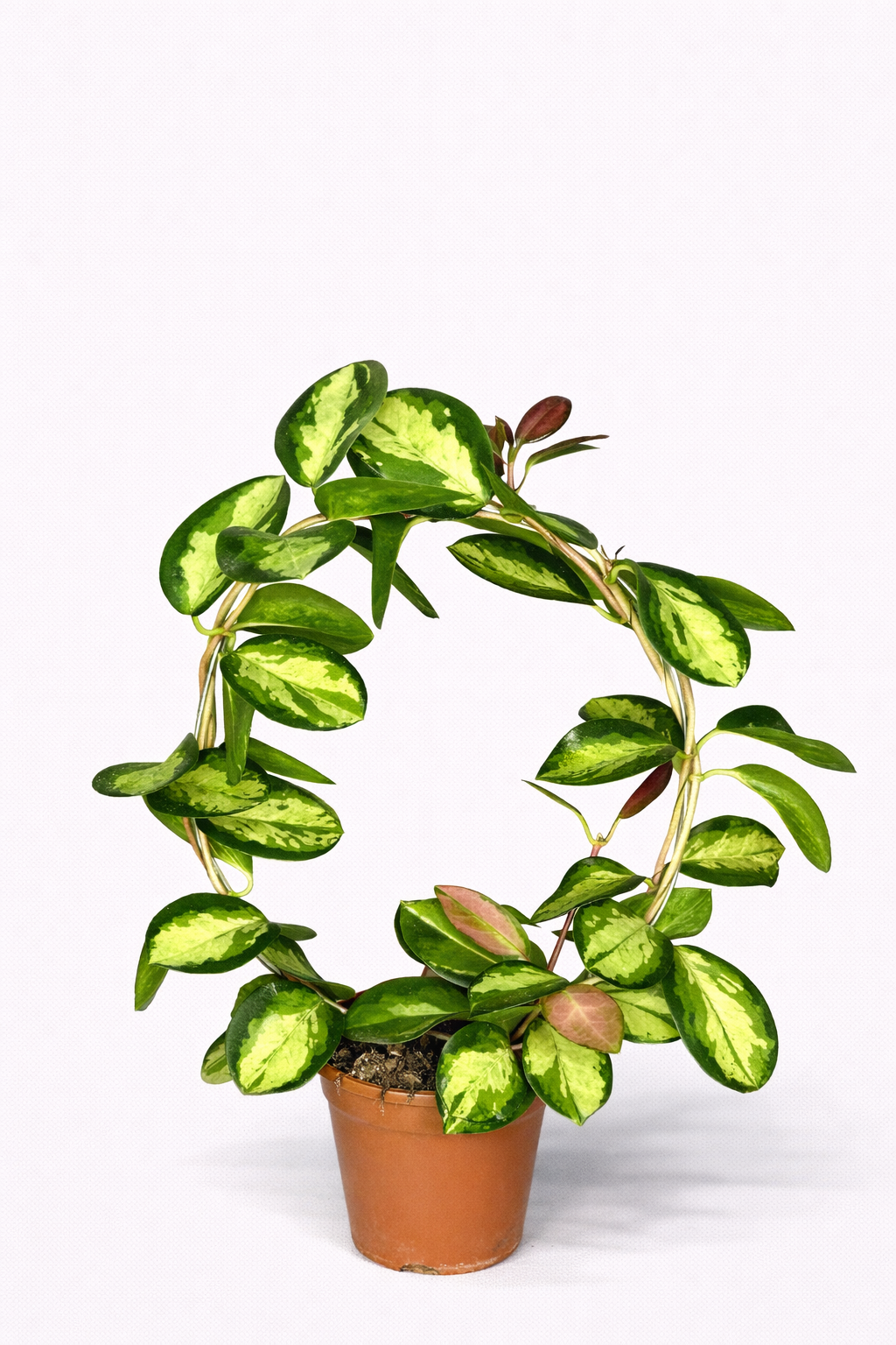 Хойя Керри (Hoya kerrii variegata) 12см