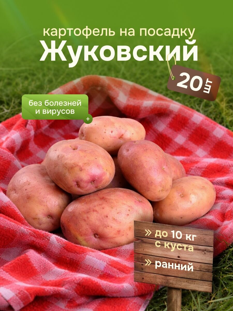 Семенной картофель на посадку Жуковский 20 шт (среднеранний)