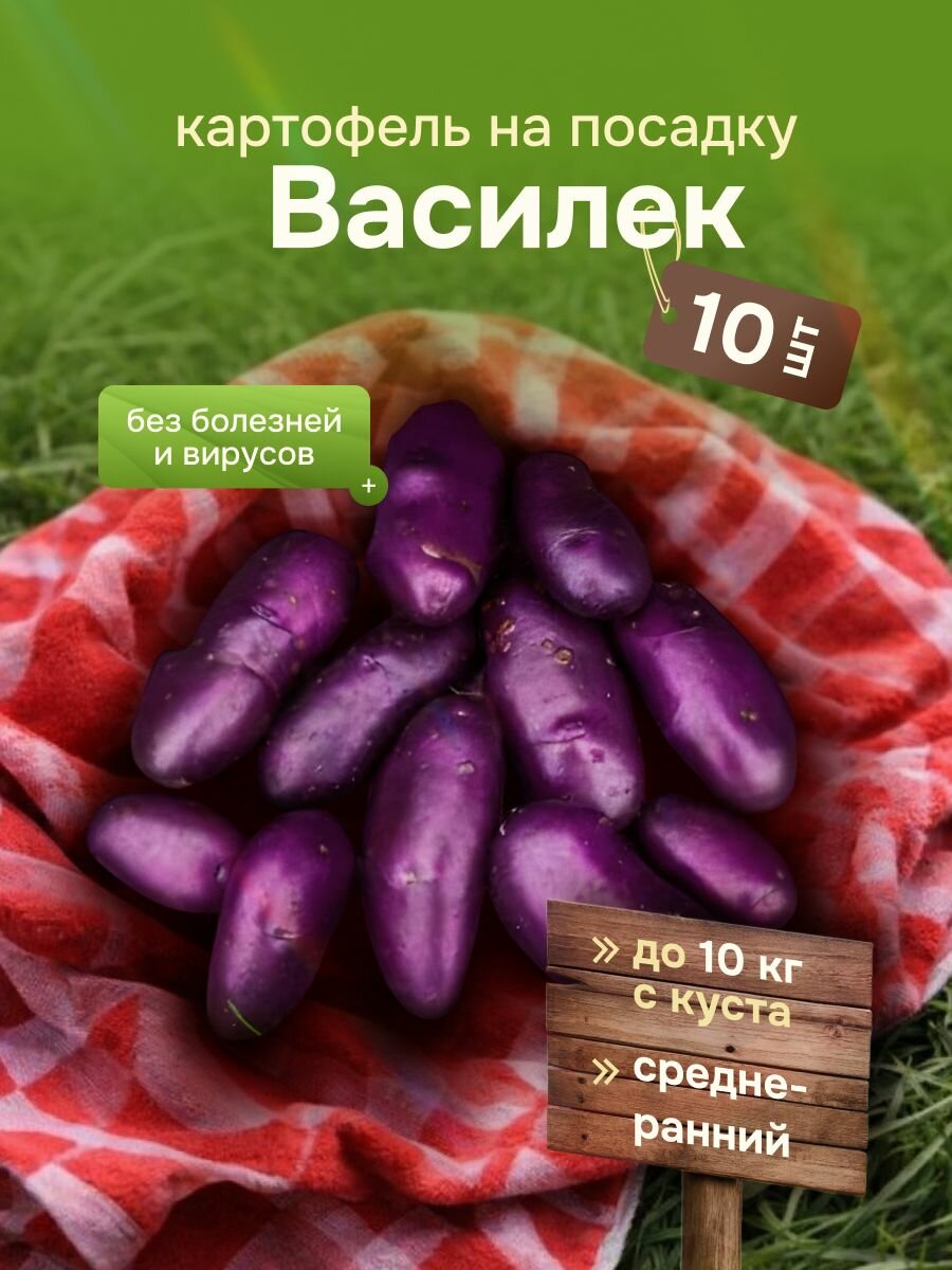 Семенной картофель на посадку Василёк 10 шт (среднеранний)