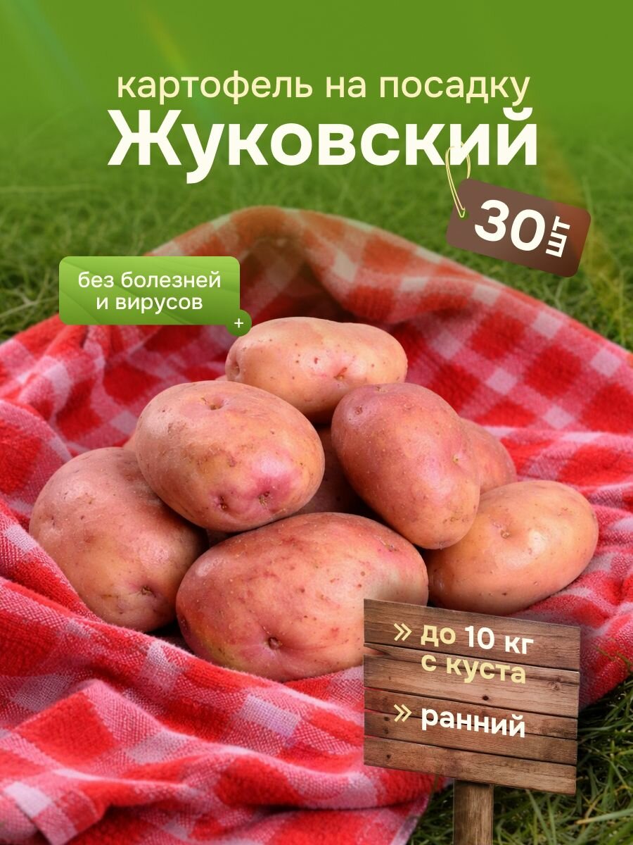 Семенной картофель на посадку Жуковский 30 шт (среднеранний)