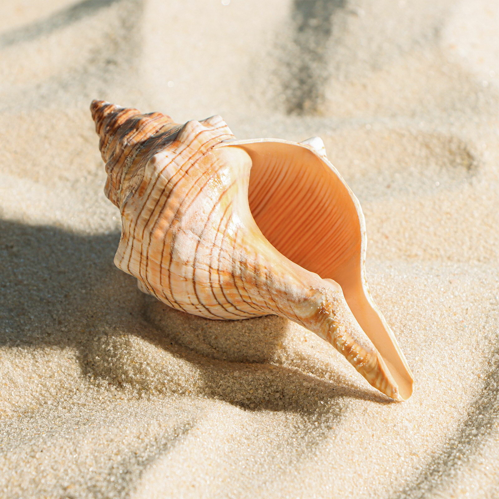 Ракушка декоративная, 8-11 см, цвет: бежевый, вид декора: ракушки