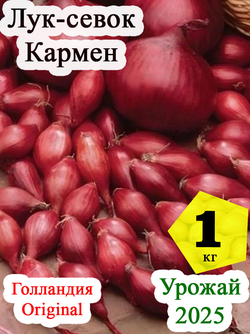 Лук севок Кармен 1 кг, Голландия, красный