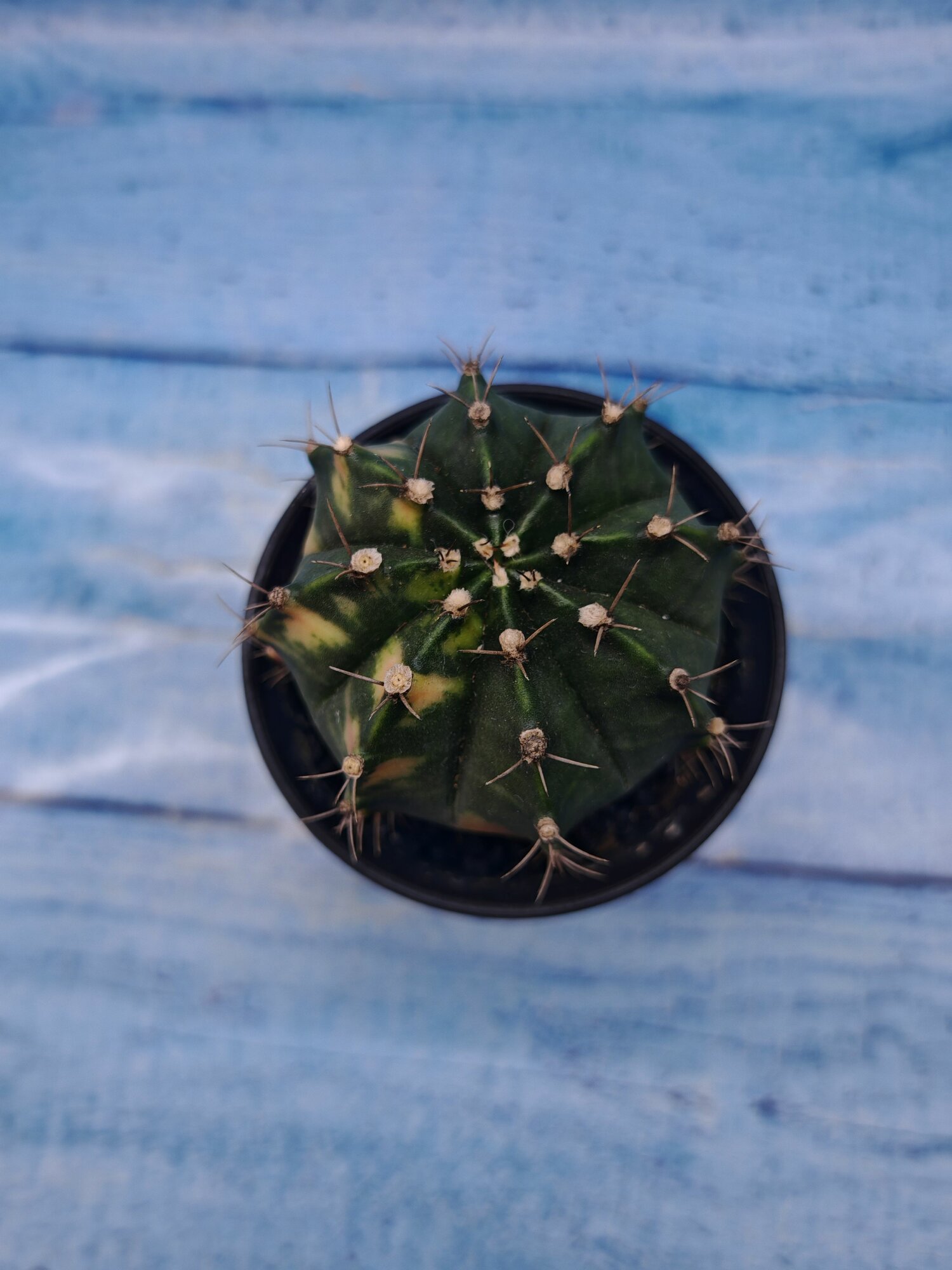 Коллекционный кактус Gymnocalycium Variegata (Гимнокалициум Вариегатный). Диаметр горшка 7 см. Субстрат Succuterra Classic и фирменный горшочек в комплекте.