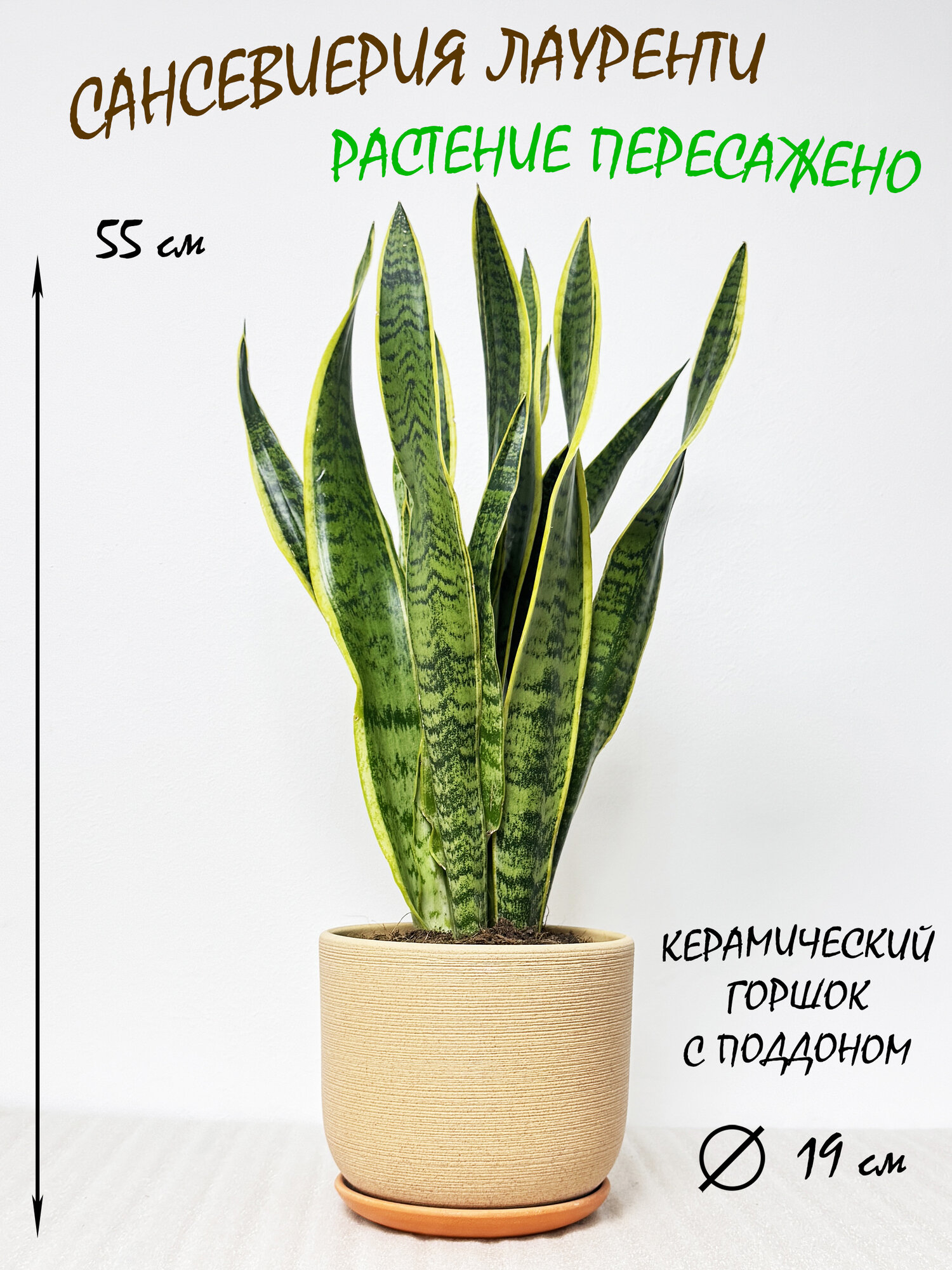Сансевиерия Лауренти в кремовом керамическом горшке с поддоном, высота 55-60см