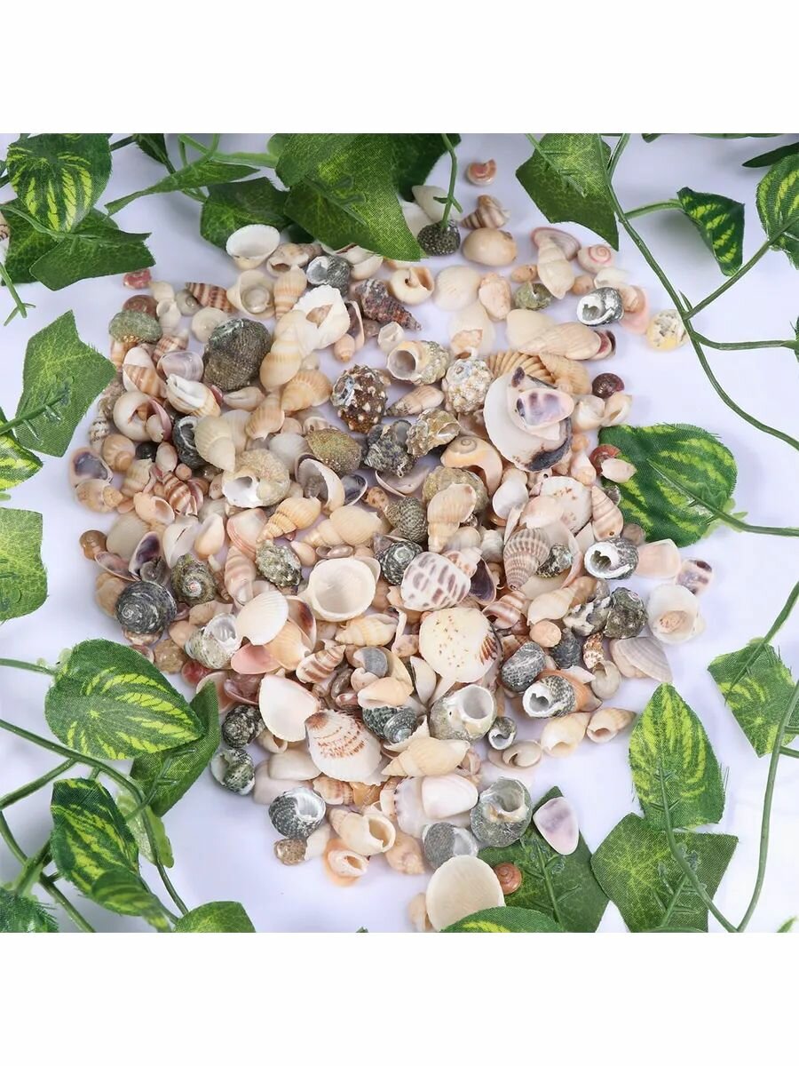 Чистая натуральная маленькая раковина-ракушка, завивающая раковину-ракушку для озеленения аквариума