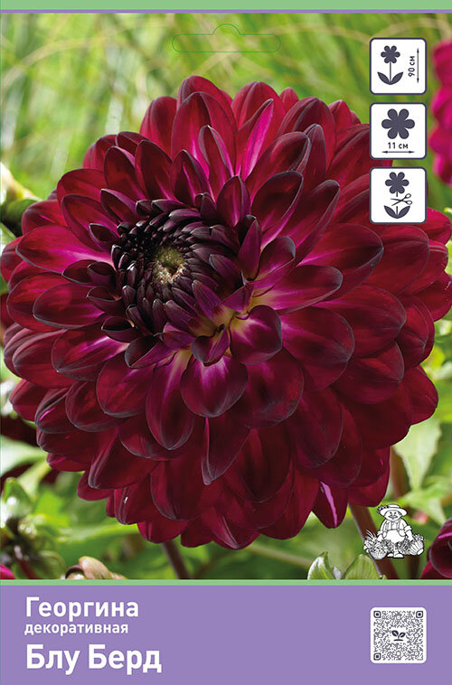 Луковицы Георгины Блу Берд 1 шт