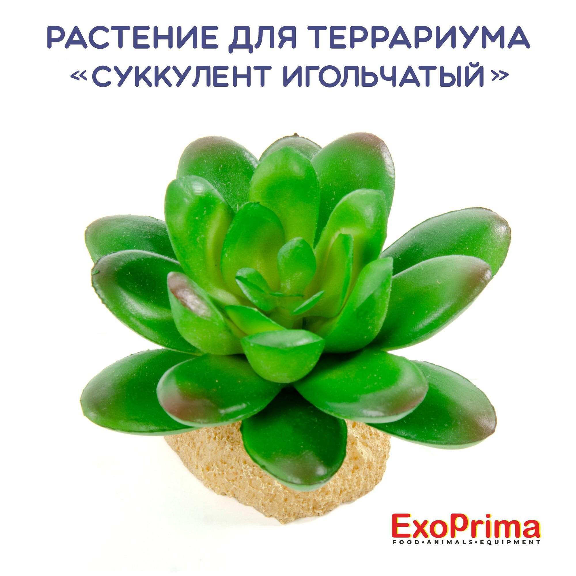 Суккулент для террариума, зелёное, 6.5х6,5х5см