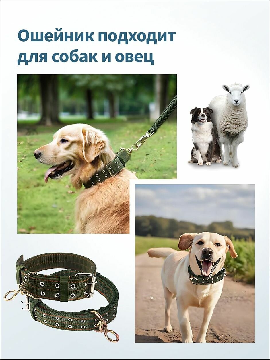 Ошейник строгий, нейлон, влагозащитный, темно-зеленый, 40-60 см — фото 1