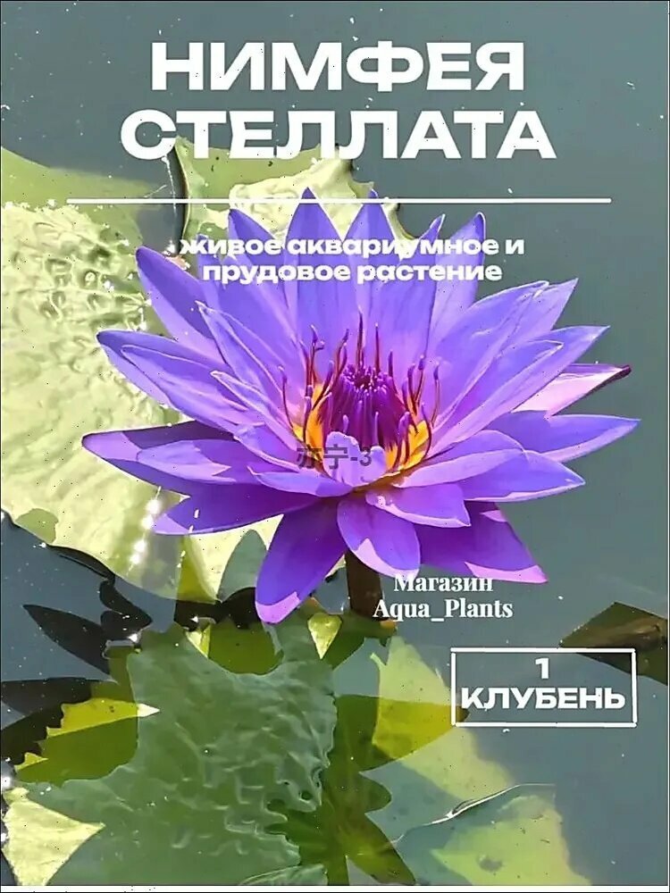 Нимфея стеллата - 1 клубень. Живое прудовое и аквариумное растение