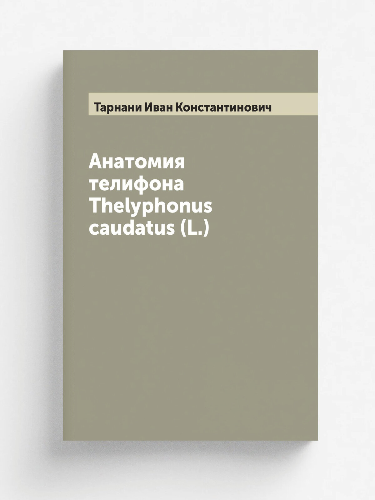 Анатомия телифона Thelyphonus caudatus (L.)