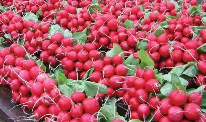 Коллекционные семена редиса Черри-Белле