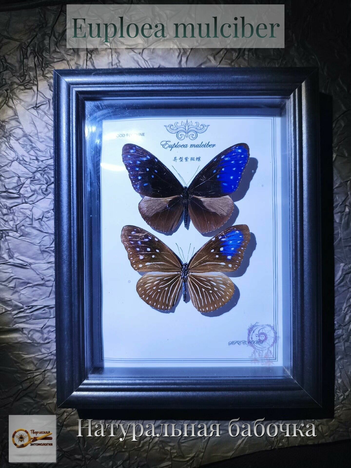 Пара бабочек Euploea mulciber (самец и самка) в деревянной рамке, коллекционный декор Полосатая синяя ворона .