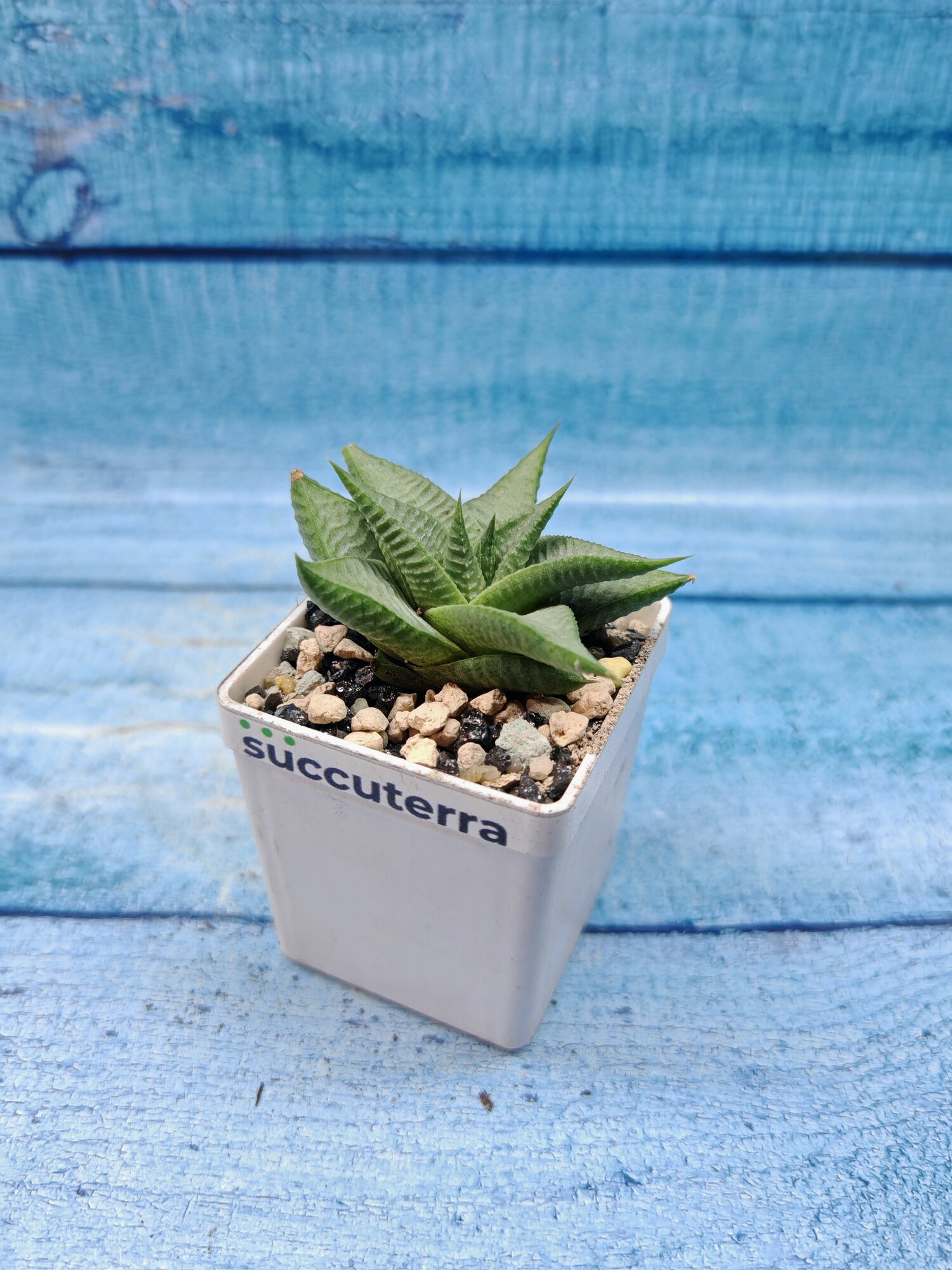 Суккулент Haworthia Limifolia Roux (Хавортия). Диаметр горшка 5 см. Субстрат Succuterra Classic и фирменный горшочек в комплекте.