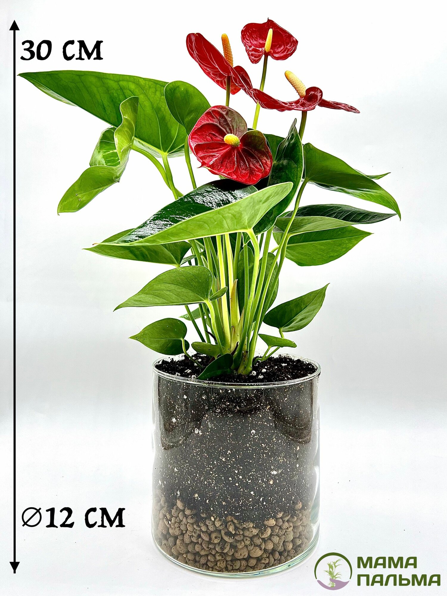 Антуриум красный в стекле цилиндр, высота композиции 30-35см