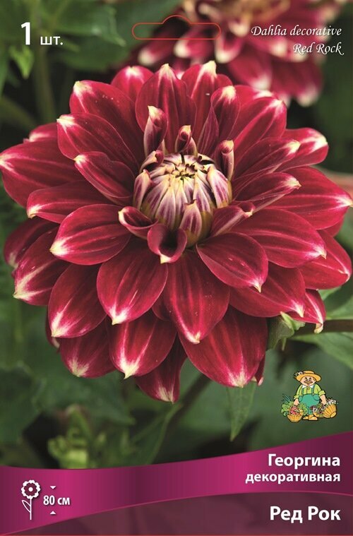 Луковицы Георгины Ред Рок 1 шт