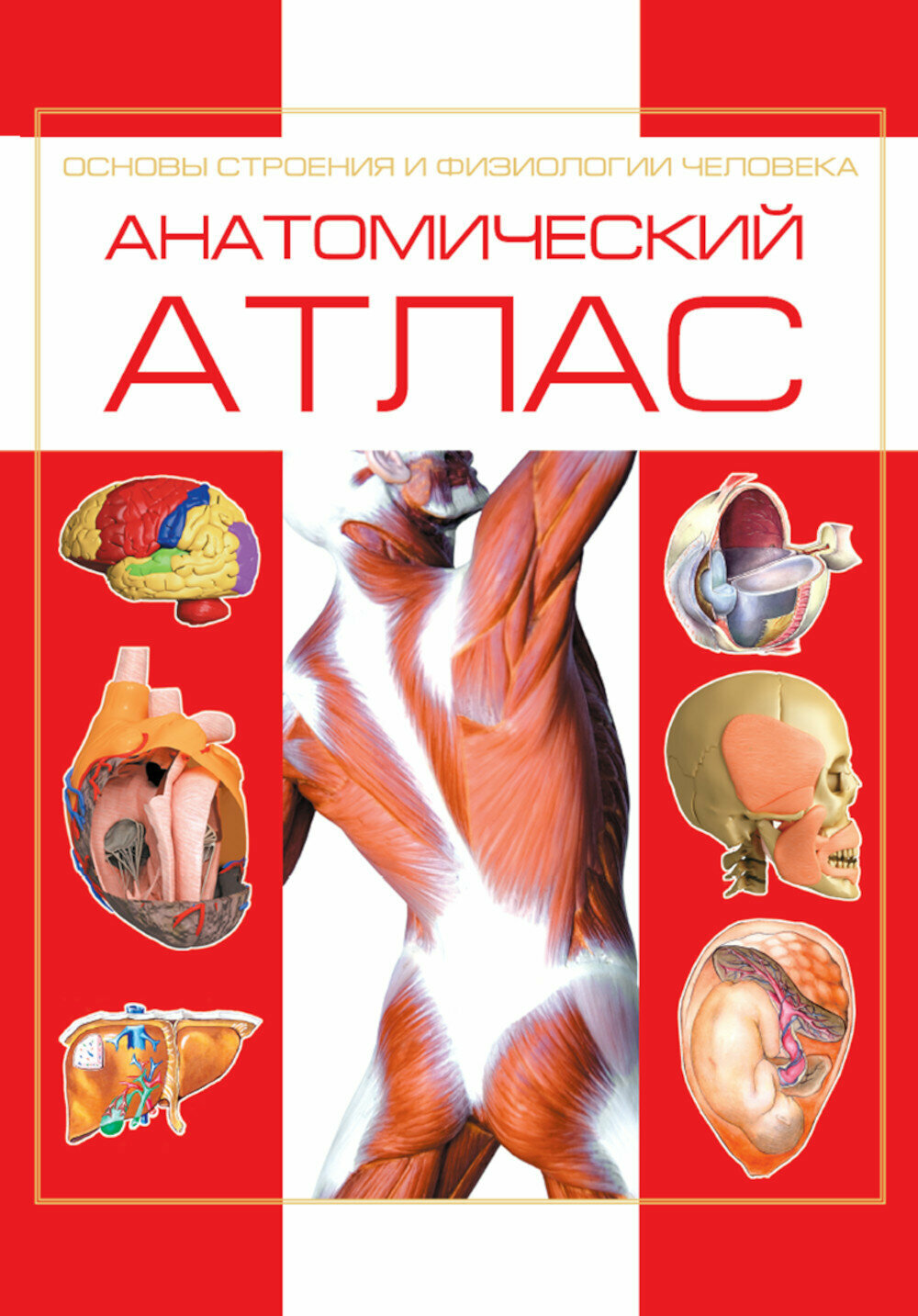 Анатомический атлас. Основы строения и физиологии человека. Под ред. Бориса А. И.