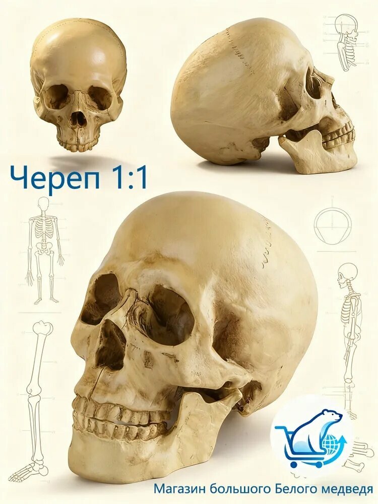 Модель человеческого черепа в натуральную величину для обучения, украшения дома в виде черепа на Хэллоуин