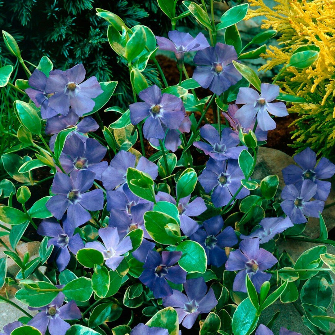 Барвинок малый Аргентеовариегата (1 корневище в горшке р9), Нидерланды