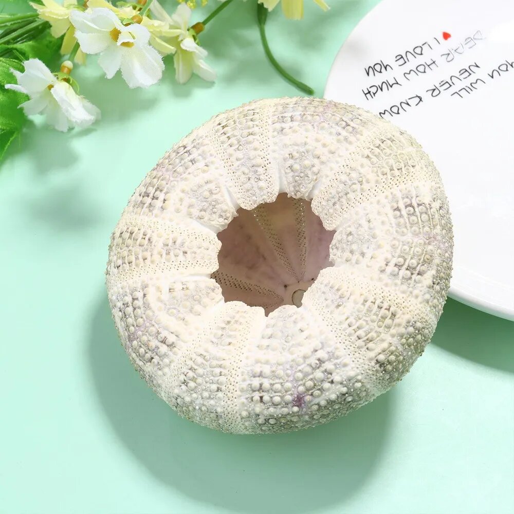 Природные Ракушки Ежи Создают Уют На Балконе 10.5X10.5Cm