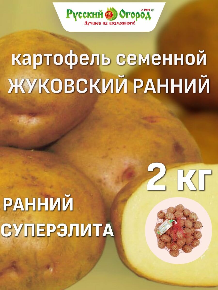 Картофель семенной Жуковский ранний