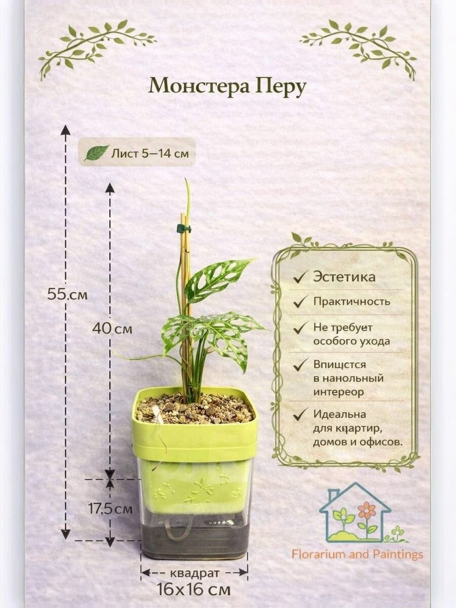 Комнатное растение Монстера Обликва Перу (Monstera Obliqua Peru) , живой цветок
