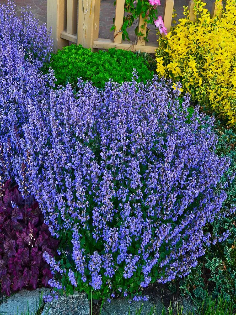 Котовник Фассена Chettle Blue