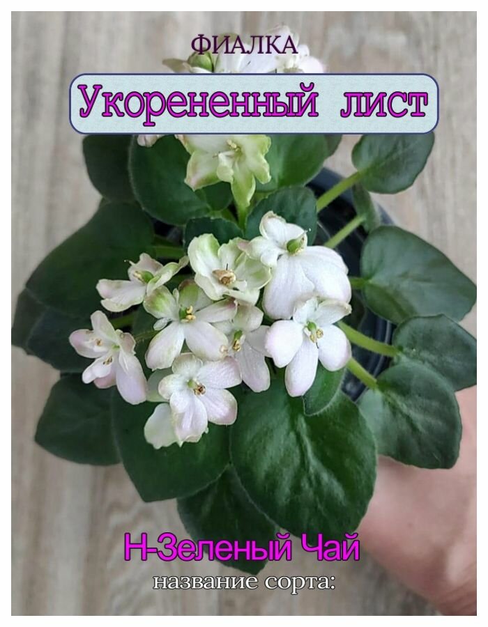 Фиалка комнатная сорт Н-Зеленый Чай (укорененный лист)