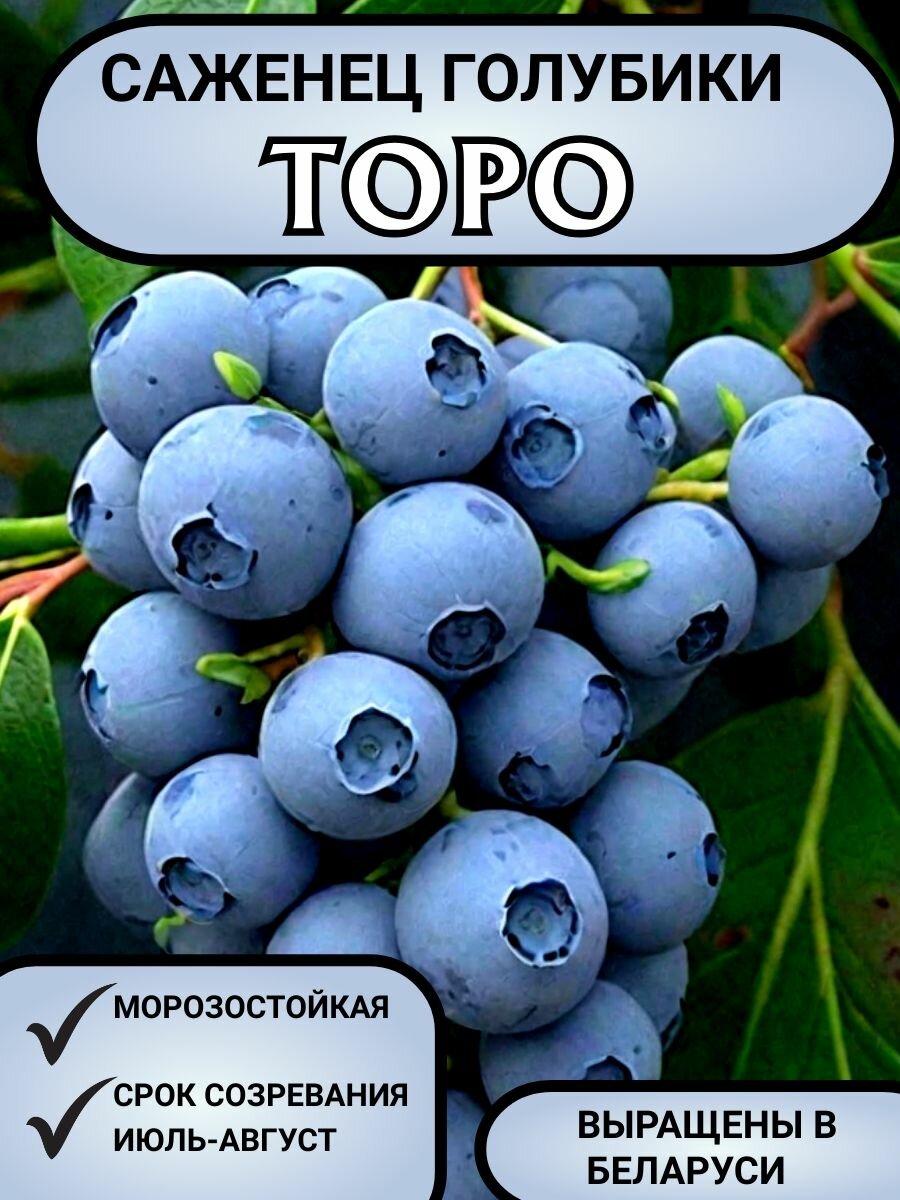 Голубика саженец морозостойкий Торо из Беларуси