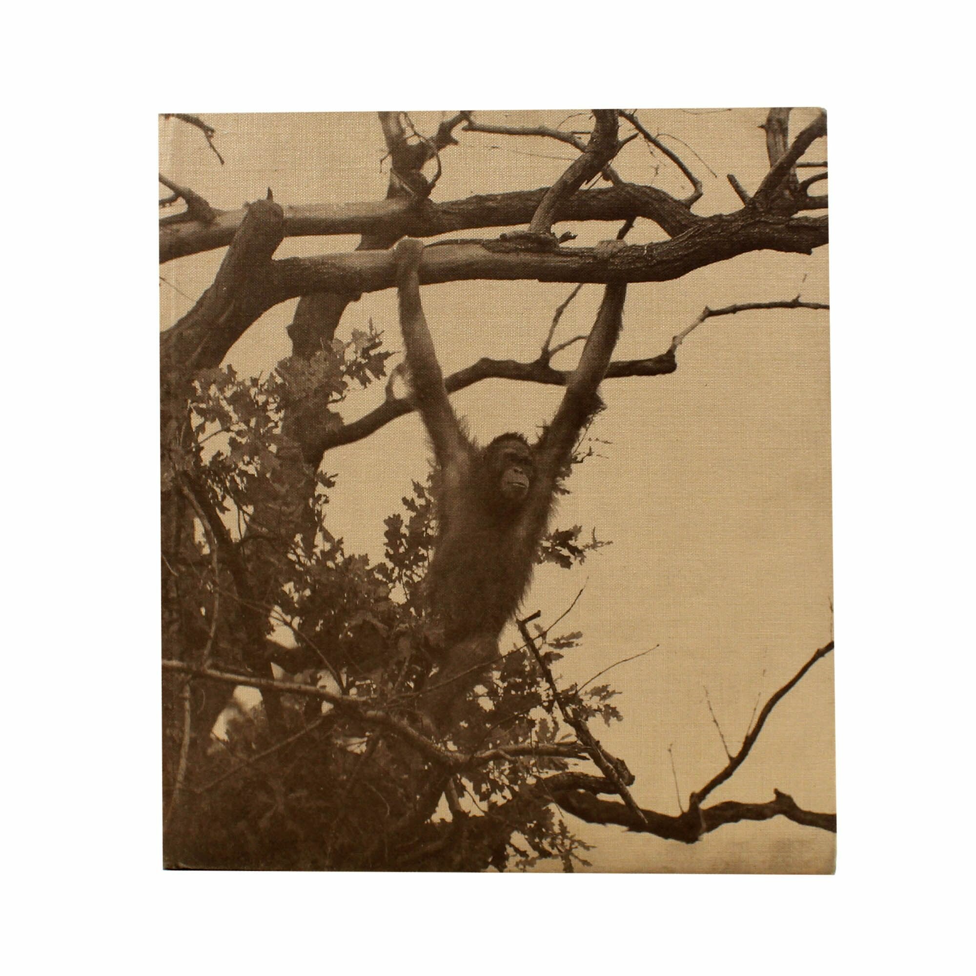 Monkeys and Apes
