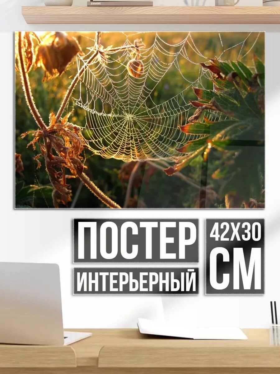 Плакат постер Паутина роса утро